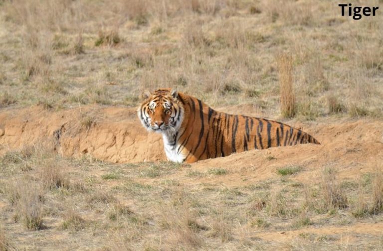 10 Examples of Animals That Live in a Den! See Pictures - Animal Quarters