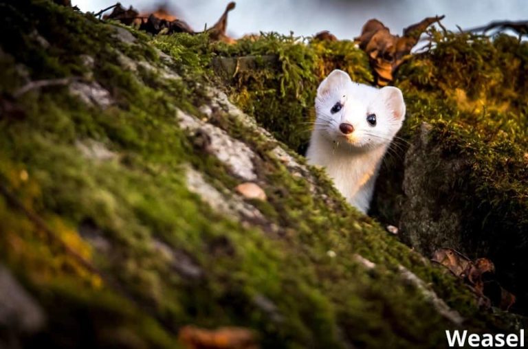 10 Examples of Animals That Live in a Den! See Pictures - Animal Quarters