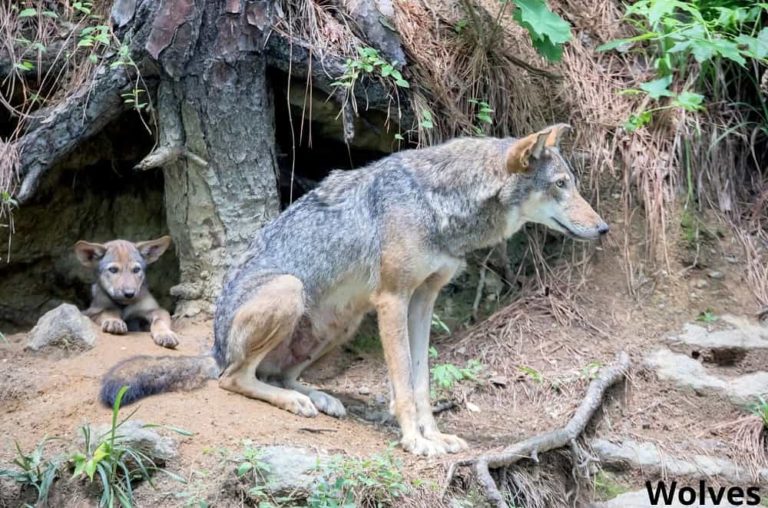 10 Examples of Animals That Live in a Den! See Pictures - Animal Quarters