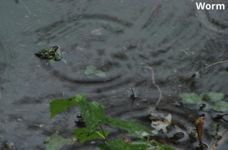 Animals That Float on Water! (7 Examples of Floating Animals) - Animal ...