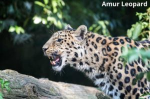 What Animals Have Fangs? 9 Examples with Pictures! - Animal Quarters