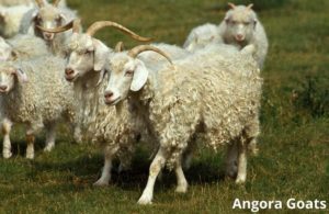 Animals That Give Wool! (9 Wool Producing Animals!) - Animal Quarters