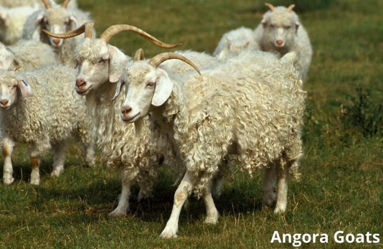 Animals That Give Wool! (9 Wool Producing Animals!) - Animal Quarters