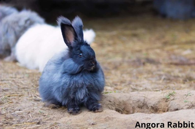 Animals That Give Wool! (9 Wool Producing Animals!) - Animal Quarters