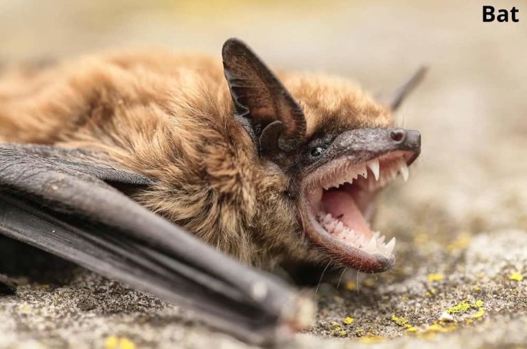 What Animals Have Fangs? 9 Examples with Pictures! - Animal Quarters