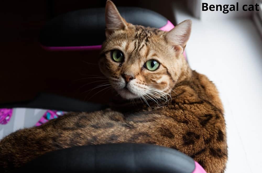 What Animals Have Spots 10 Examples With Pictures Animal Quarters