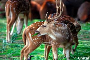 What Animals Have Spots? 10 Examples with Pictures - Animal Quarters