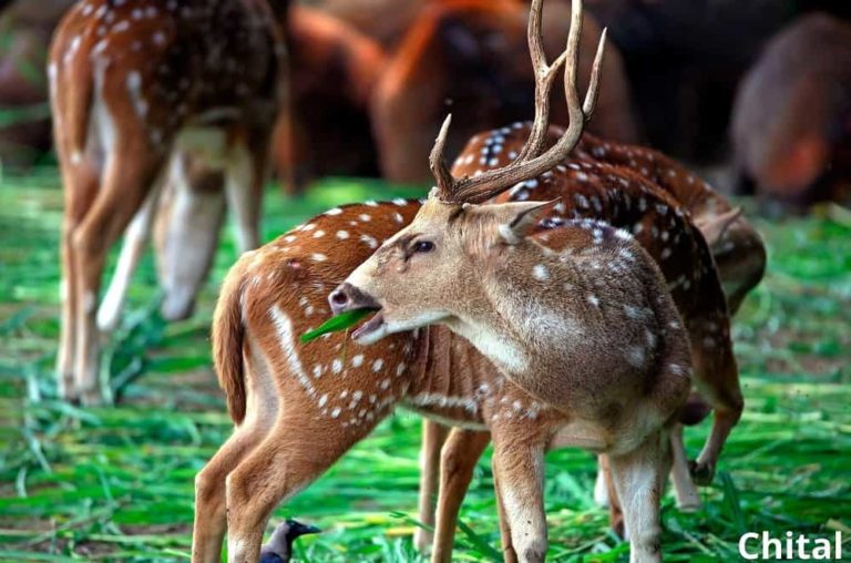 What Animals Have Spots 10 Examples With Pictures Animal Quarters what-animals-have-spots-10-examples-with-pictures-animal-quarters