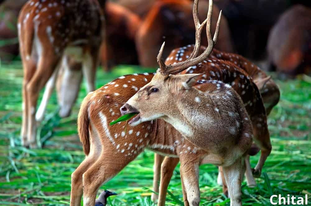 What Animals Have Spots 10 Examples With Pictures Animal Quarters What Animals Have Spots 10 Examples With Pictures Animal Quarters
