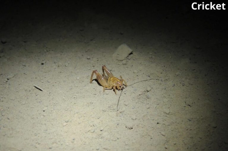 What Animals Chirp at Night? 7 Examples - Animal Quarters