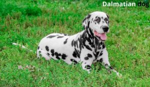 What Animals Have Spots? 10 Examples with Pictures - Animal Quarters