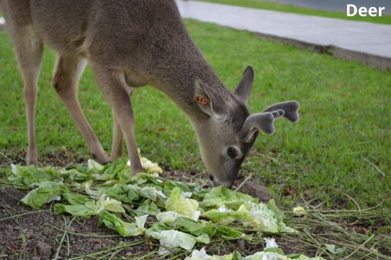 What Animals Eat Lettuce? 9 Examples with Pictures - Animal Quarters