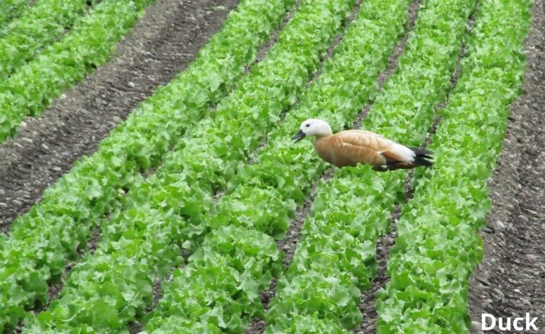 What Animals Eat Lettuce? 9 Examples with Pictures - Animal Quarters