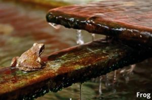 9 Examples of Animals That Live in Drains! - Animal Quarters