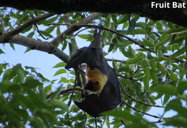 9 Animals That Eat Avocado! See Pictures! - Animal Quarters