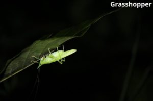 7 Awesome Animals That Hop! - Animal Quarters