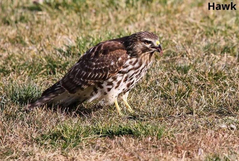 What Animals Eat Worms? 10 Examples with Pictures - Animal Quarters