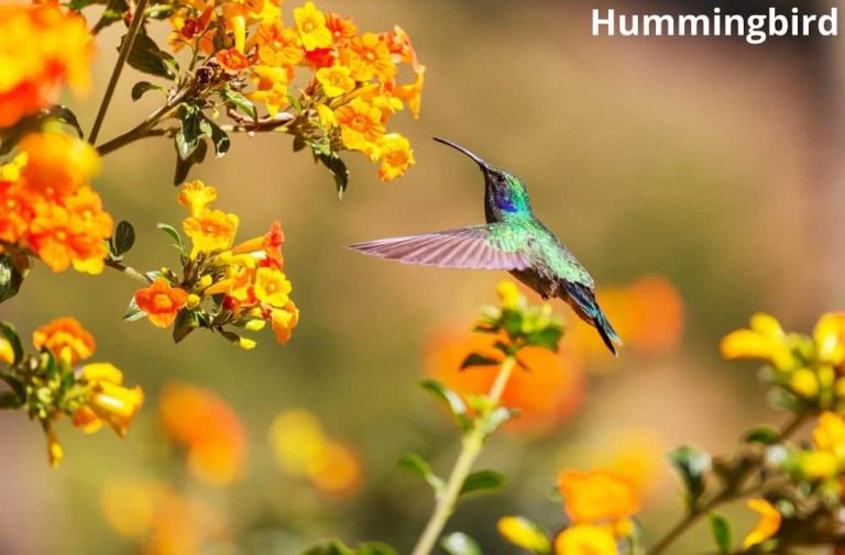 What Animals Have Feathers? 10 Examples with Pictures - Animal Quarters