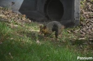 What Animals Eat Worms? 10 Examples with Pictures - Animal Quarters