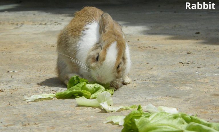 What Animals Eat Lettuce? 9 Examples with Pictures - Animal Quarters