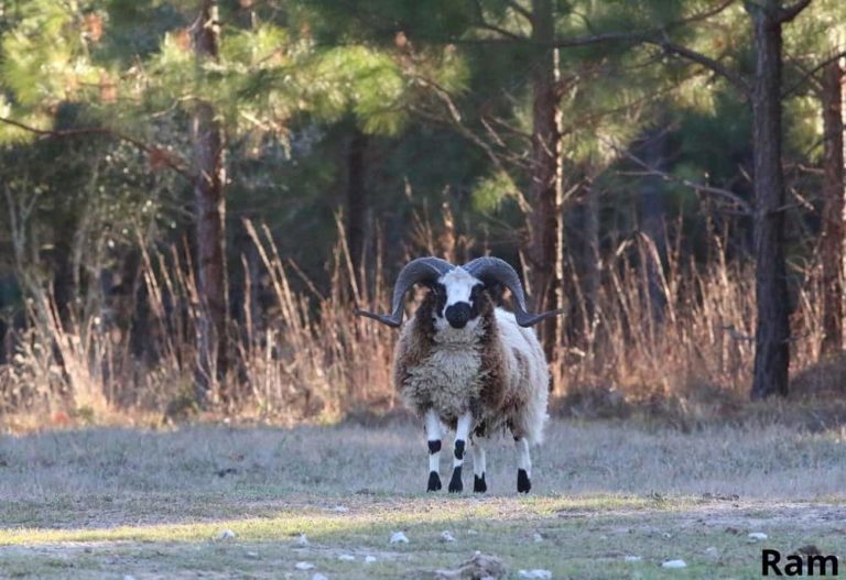 Animals That Give Wool! (9 Wool Producing Animals!) - Animal Quarters