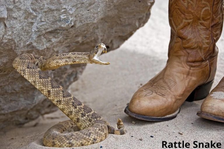 What Animals Have Fangs? 9 Examples with Pictures! - Animal Quarters