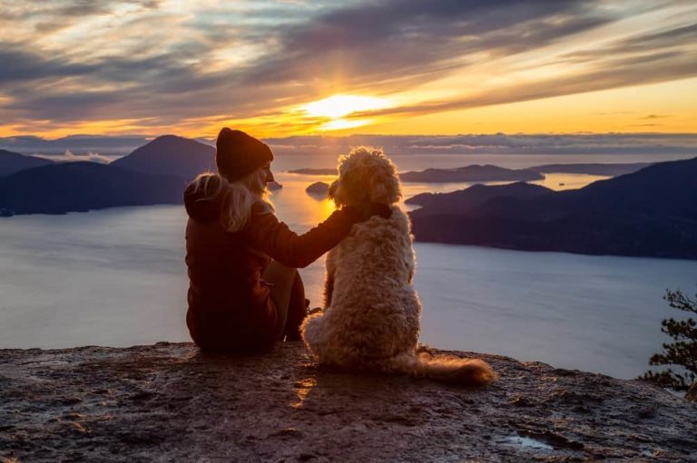 Animals That Give Wool! (9 Wool Producing Animals!) - Animal Quarters