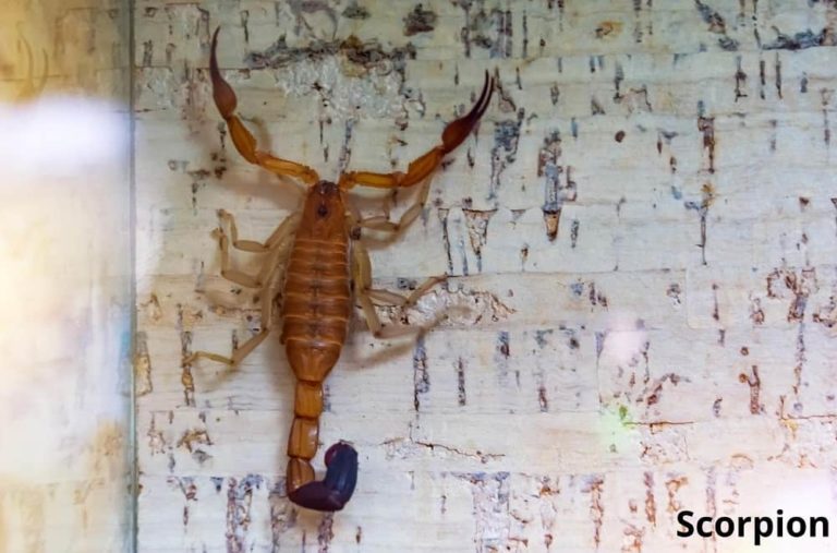 Animals That Can Climb Walls! (8 Examples with Pictures) - Animal Quarters