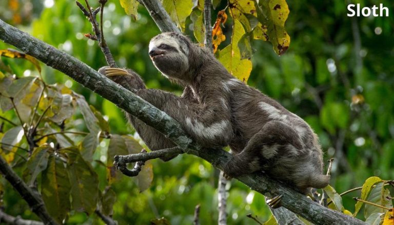 9 Animals That Eat Avocado! See Pictures! - Animal Quarters