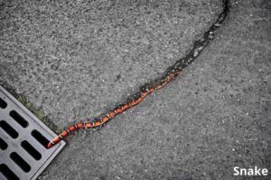 7 Examples of Animals That Slither! with Pictures! - Animal Quarters