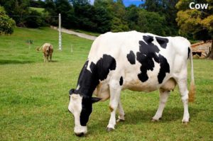 What Animals Can You Ride? 7 Examples with Pictures - Animal Quarters