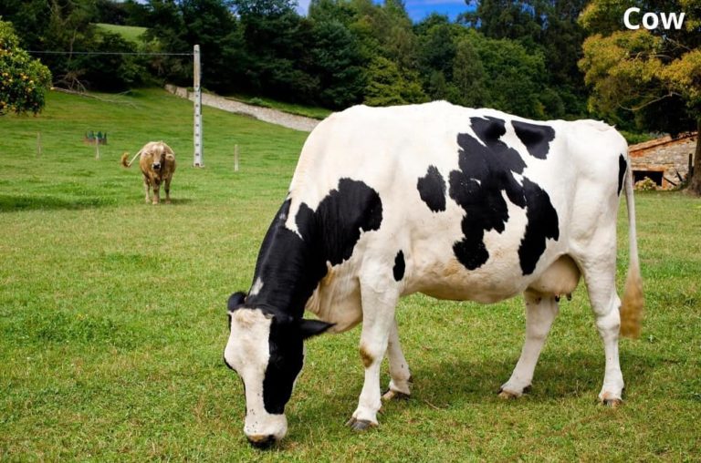 What Animals Have Spots? 10 Examples with Pictures - Animal Quarters