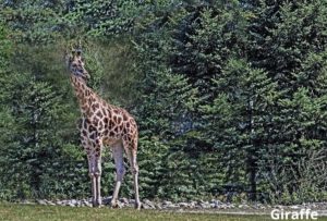 What Animals Have Spots? 10 Examples with Pictures - Animal Quarters