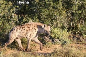 What Animals Have Spots? 10 Examples with Pictures - Animal Quarters