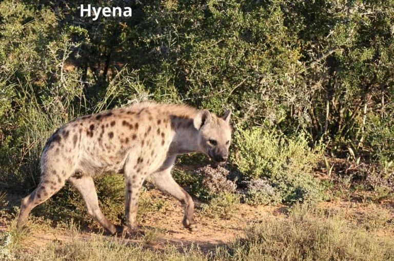 What Animals Have Spots? 10 Examples with Pictures - Animal Quarters