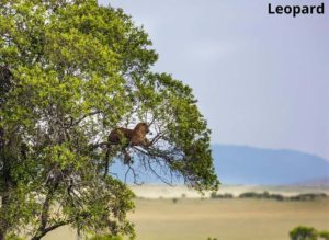 What Animals Have Spots? 10 Examples with Pictures - Animal Quarters