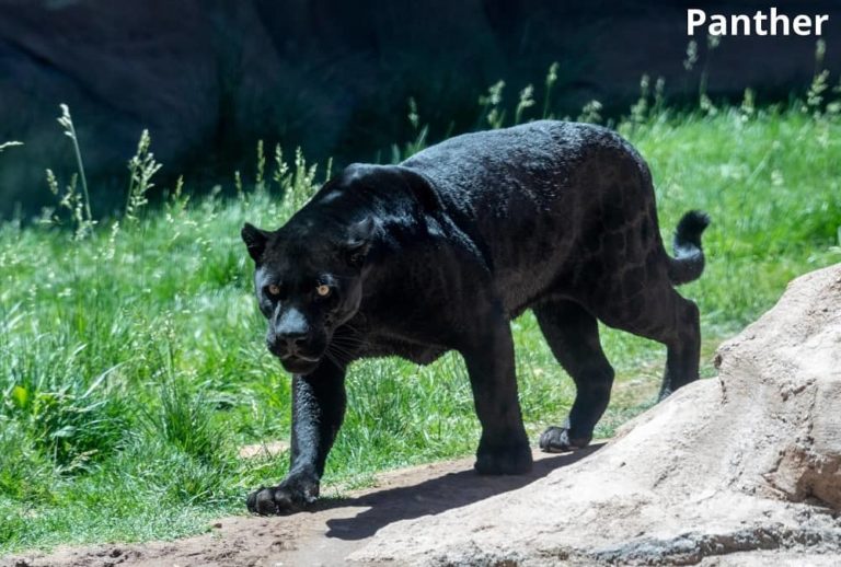 What Animals Have Spots? 10 Examples with Pictures - Animal Quarters