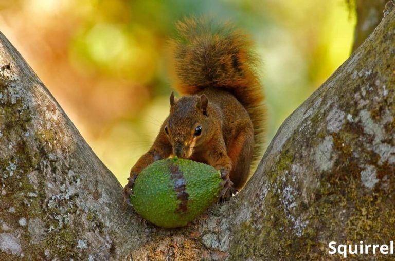9 Animals That Eat Avocado! See Pictures! - Animal Quarters