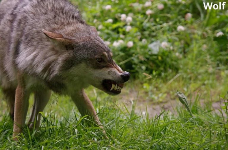 What Animals Have Fangs? 9 Examples with Pictures! - Animal Quarters