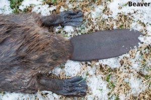 What Animals Have Webbed Feet? 11 Examples with Pictures - Animal Quarters