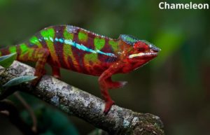 What Animals Are Shy? (With 9 Examples!) - Animal Quarters