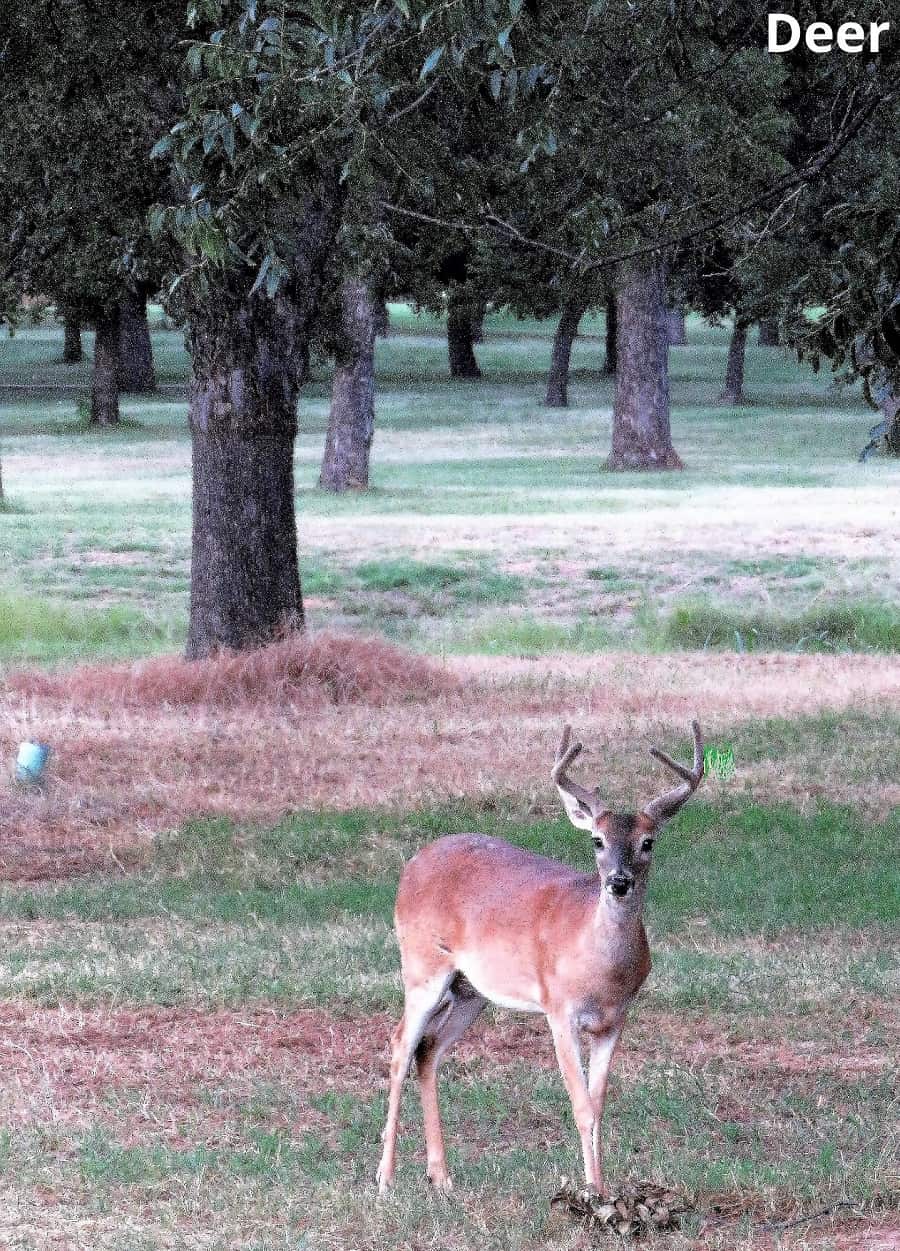 What Animals Eat Pecans? 9 Examples with Pictures! - Animal Quarters