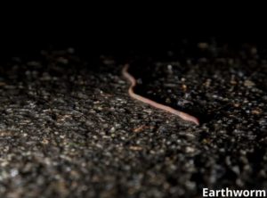 7 Examples of Animals That Slither! with Pictures! - Animal Quarters