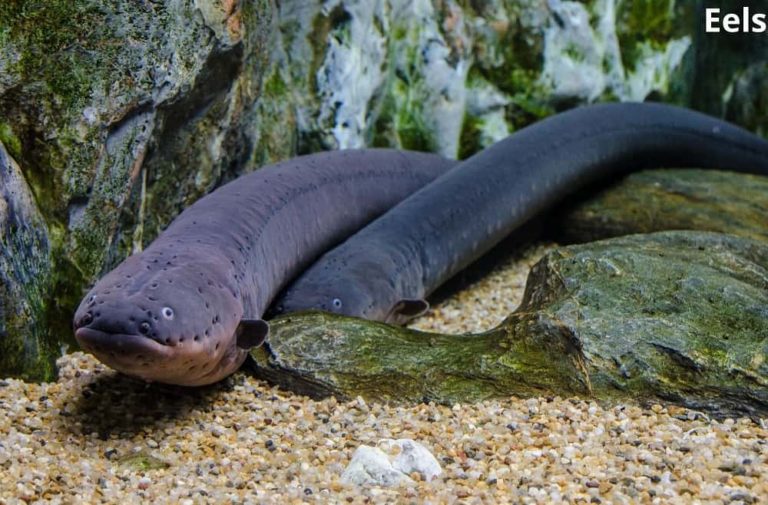 7 Examples of Animals That Slither! with Pictures! - Animal Quarters