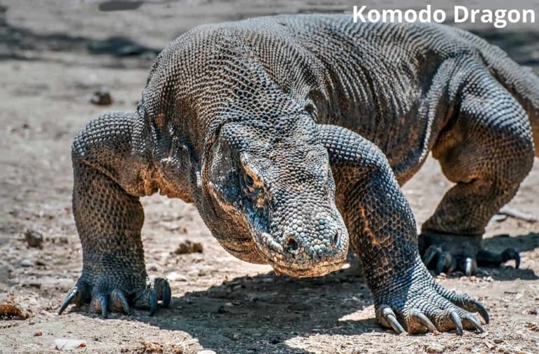 10 Awesome Animals That Have Scales! See Pictures! - Animal Quarters