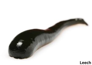 7 Examples of Animals That Slither! with Pictures! - Animal Quarters