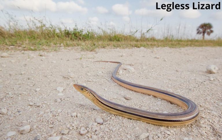 7 Examples of Animals That Slither! with Pictures! - Animal Quarters