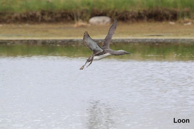 What Animals Have Webbed Feet? 11 Examples with Pictures - Animal Quarters