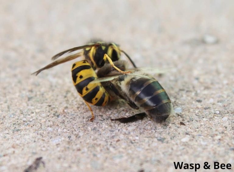 What Animals Eat Bees? 8 Examples with Pictures! - Animal Quarters