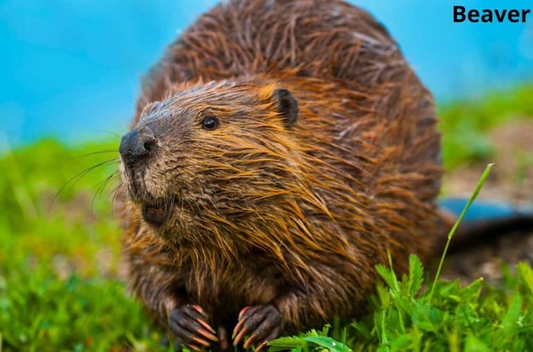 7 Interesting Animals That Have Hands! See Pictures - Animal Quarters